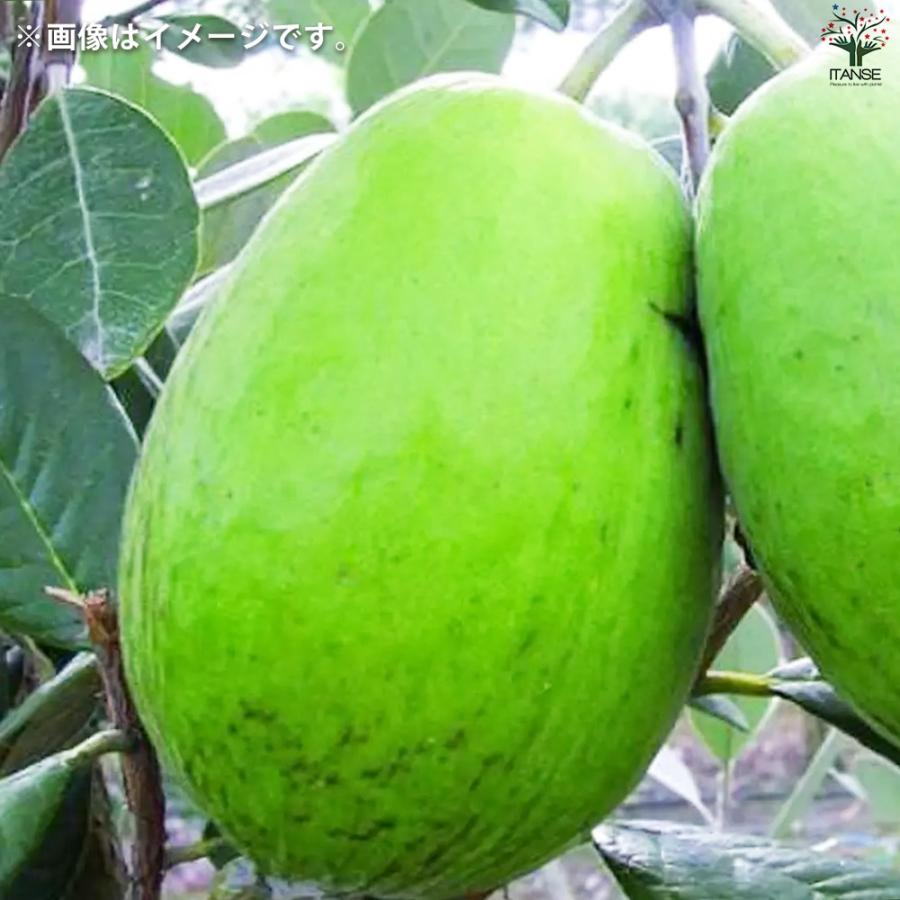 【送料無料】フェイジョア カイテリ【果樹の苗木 18cmポット 3年生 接木苗／1個売り】果樹の苗 果樹の苗木 果樹の木 フルーツ 熱帯 :1-itanse-7711:shopooo by ...