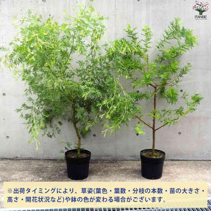 アカシア デアネイ 【庭木 8号鉢／1個売り】 : 1-itanse-9073 : shopooo by GMO - 通販 - Yahoo!ショッピング