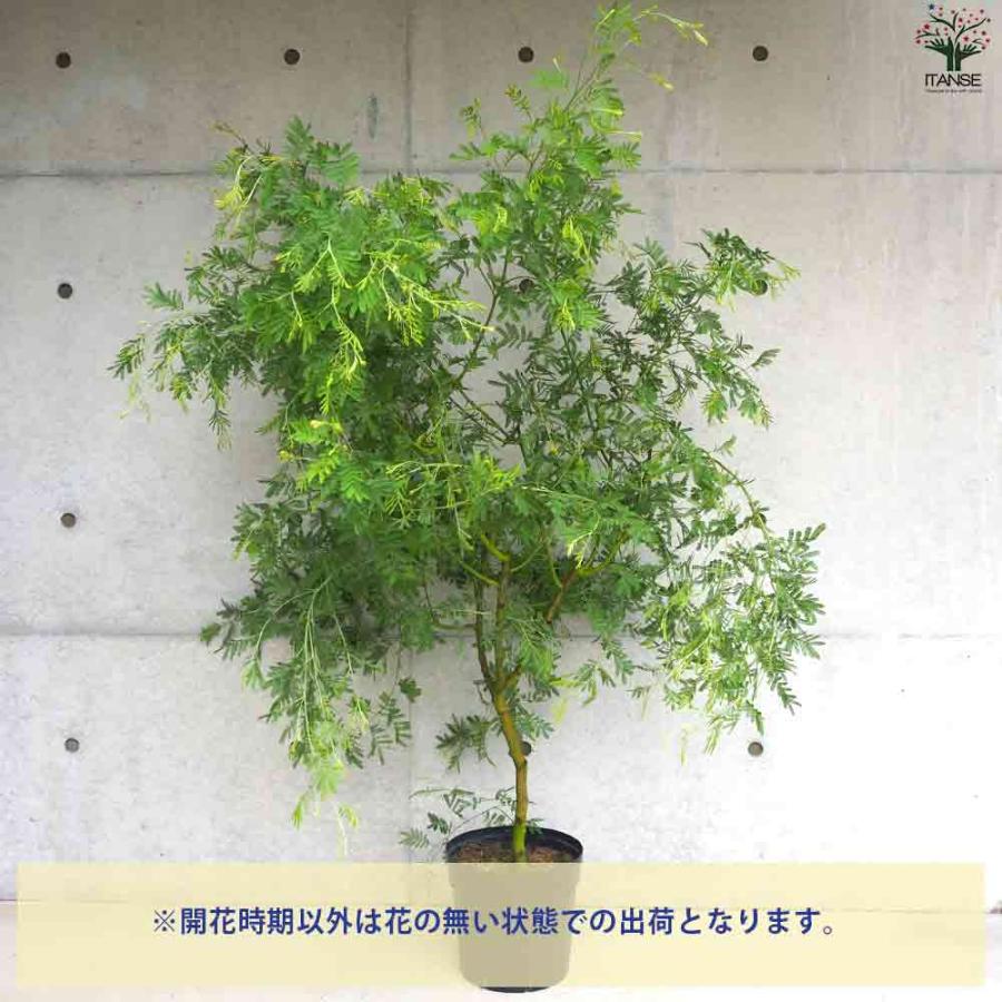 アカシア デアネイ 【庭木 8号鉢／1個売り】 : 1-itanse-9073 : shopooo by GMO - 通販 - Yahoo!ショッピング