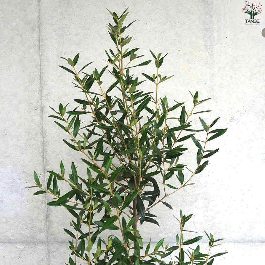 オリーブ ひなかぜ 【果樹の苗木 白テーパード鉢7号／1個売り】 :1-itanse-9083:shopooo by GMO - 通販 - Yahoo!ショッピング