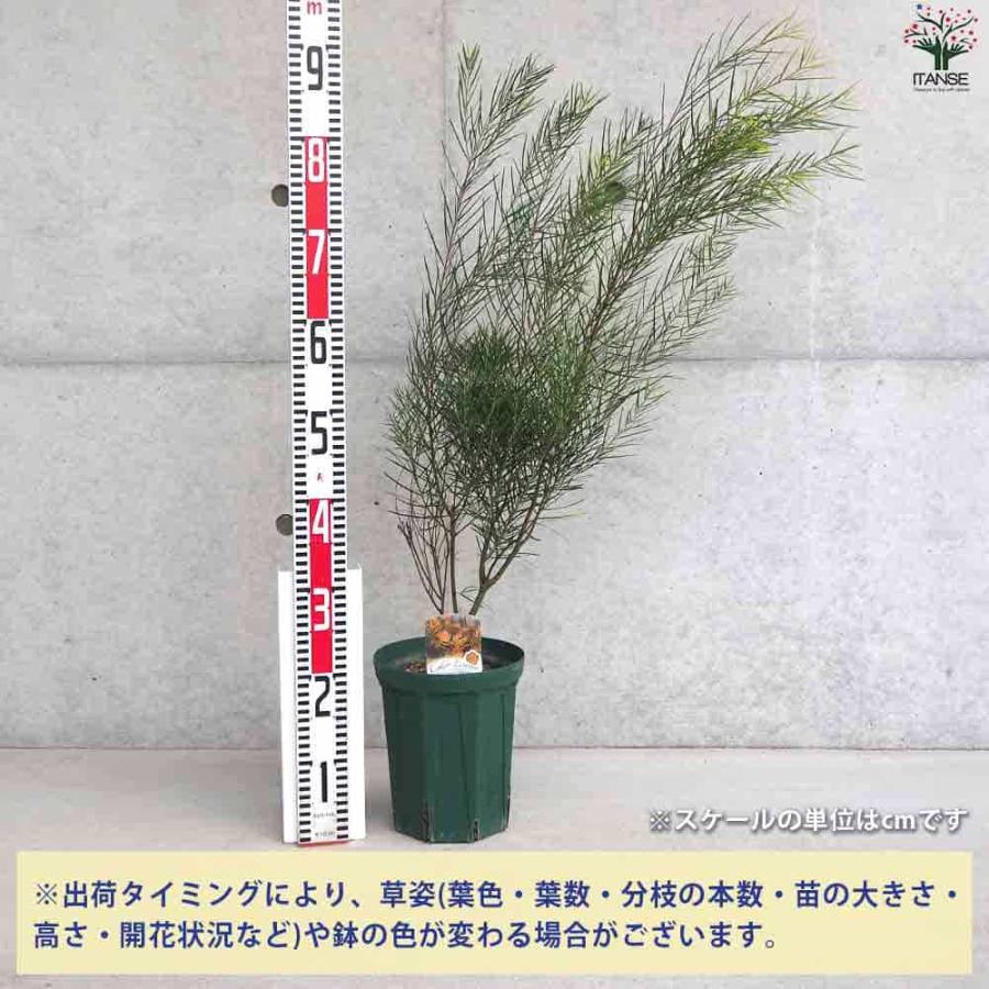 アカシア フェニックスゴールド 【庭木 6号ポット／1個売り】 : 1-itanse-9146 : shopooo by GMO - 通販 - Yahoo!ショッピング