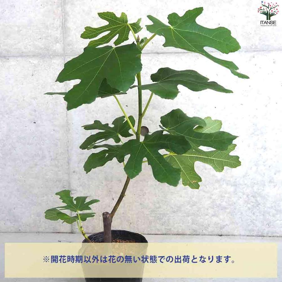 イチジク ボーンホルムズダイヤモンド 【果樹の苗木 5号ポット／1個売り】 : 1-itanse-9161 : shopooo by GMO - 通販 - Yahoo!ショッピング