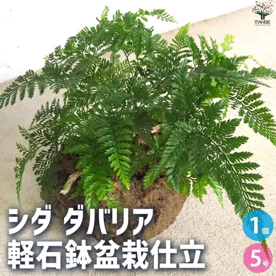 観葉植物 シダ・ダバリア軽石鉢盆栽仕立 【観葉植物 5号鉢／1個売り】 :1-itanse-9200:shopooo by GMO - 通販 - Yahoo!ショッピング