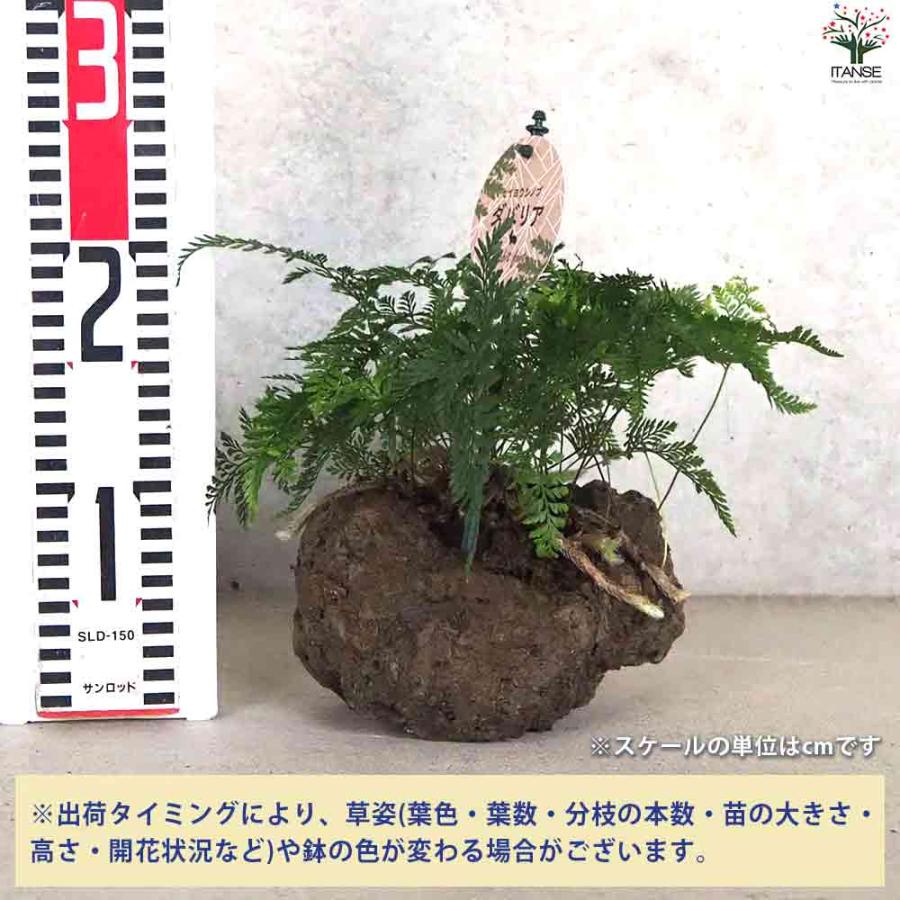 観葉植物 シダ・ダバリア軽石鉢盆栽仕立 【観葉植物 5号鉢／1個売り】 : 1-itanse-9200 : shopooo by GMO - 通販 - Yahoo!ショッピング