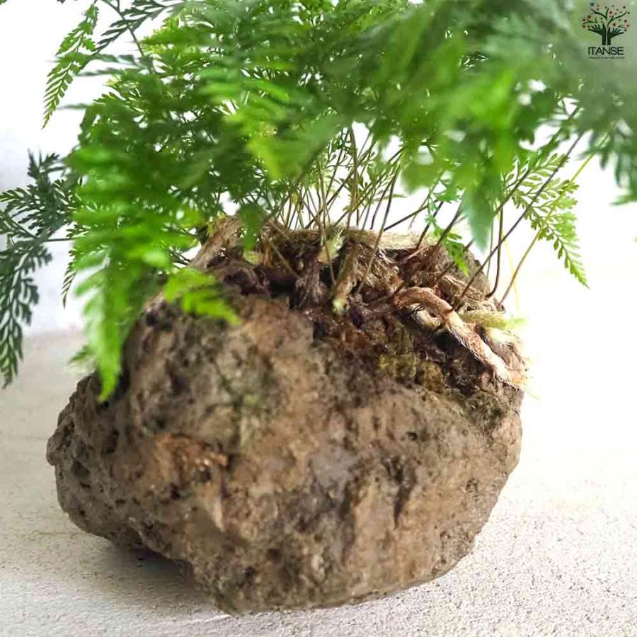 観葉植物 シダ・ダバリア軽石鉢盆栽仕立 【観葉植物 5号鉢／1個売り】 :1-itanse-9200:shopooo by GMO - 通販 - Yahoo!ショッピング