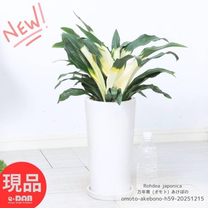 古典園芸植物 万年青 (オモト) あけぼの 宗石 陶器鉢 白 高さ約66cm おもと 有田オモト 育てやすい 引越し祝い 斑入りオモト【現品 ...