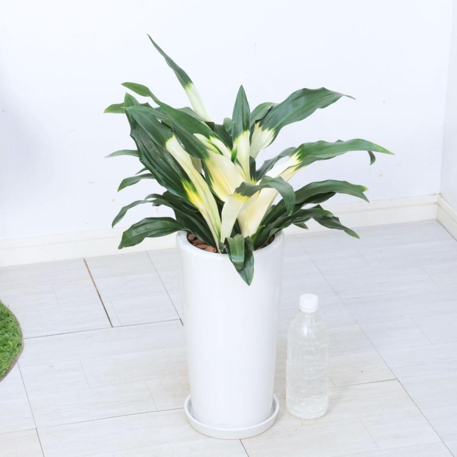 古典園芸植物 万年青 (オモト) あけぼの 宗石 陶器鉢 白 高さ約66cm おもと 有田オモト 育てやすい 引越し祝い 斑入りオモト【現品 ...