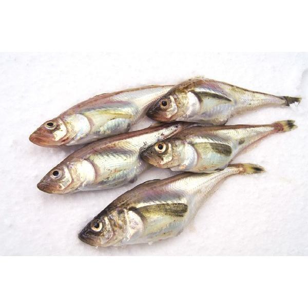 ima(釣り) セール ima kosukeコスケ 170F マコイワシ アムズデザイン#KK170-006 : いとう釣具店 - 通販 - Yahoo!ショッピング