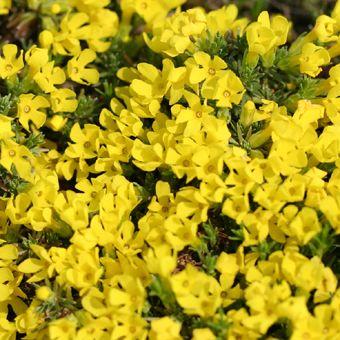 黄花ハナガタ : 岩崎園芸ネットストア Yahoo店 - 通販 - Yahoo!ショッピング