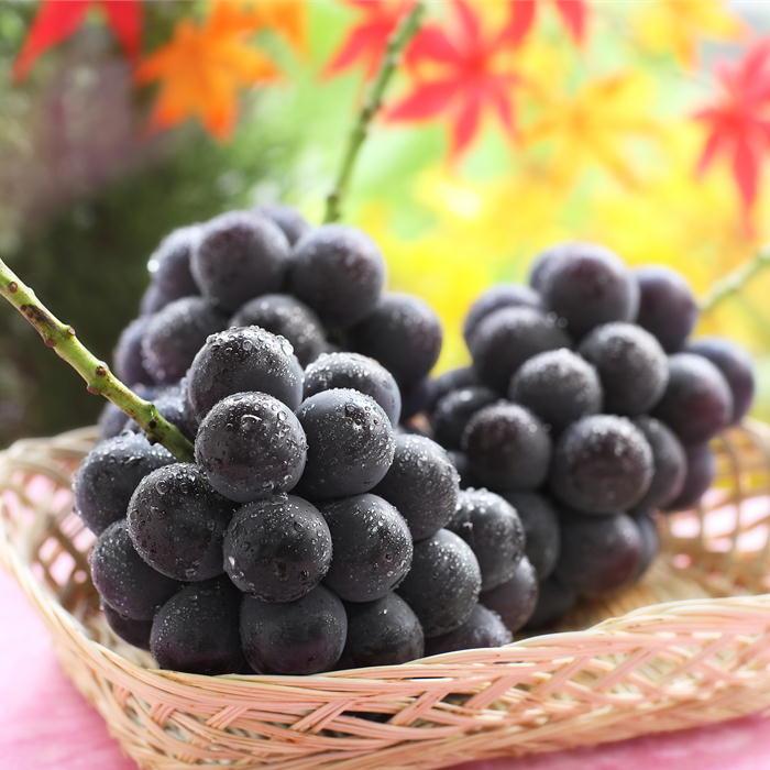 ぶどう ナガノパープル 約2kg(3〜5房) Y004 （冷蔵）※8月下旬〜発送予定 : JAみなみ信州 - 通販 - Yahoo!ショッピング