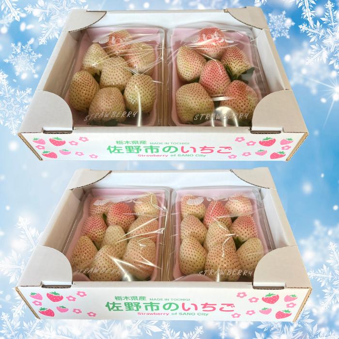 栃木県産 白いちご ミルキーベリー 約290g×2パック 合計約580g 苺 イチゴ 送料無料 : JA佐野 - 通販 - Yahoo!ショッピング