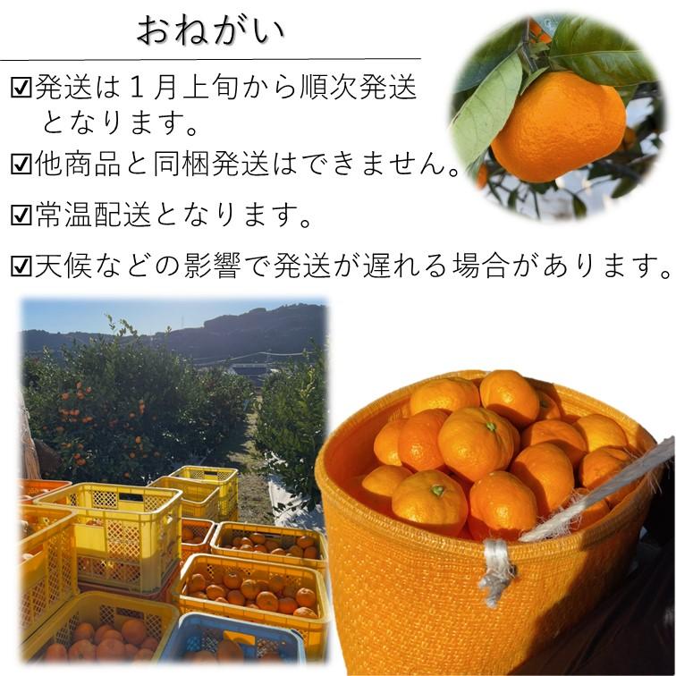 送料無料！ おすすめ 数量限定商品 予約注文 青島みかん 青秀 秀 2Lサイズ 4.5kg箱 静岡 みかん : 大井川農協ショッピング - 通販 - Yahoo!ショッピング