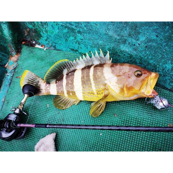 鯛ラバ 仕掛け 2色セット 200g タイラバ 夜光 リアル魚眼 : 釣具と真珠の卸直販 JCT - 通販 - Yahoo!ショッピング