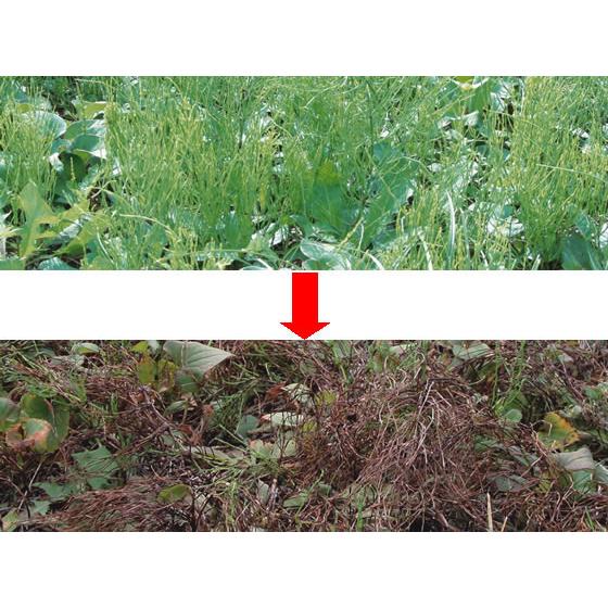 IRIS OHYAMA アイリスオーヤマ 速攻除草剤 4L 4本 SJS-4L : JetPrice - 通販 - Yahoo!ショッピング