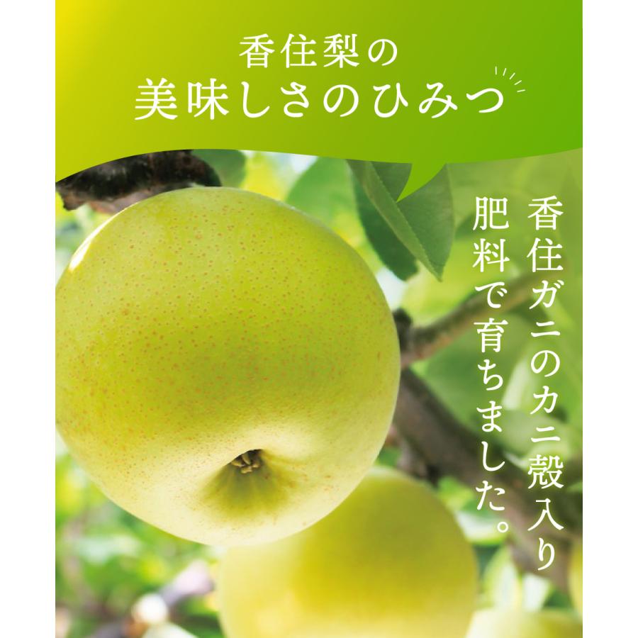【予約】 香住梨 二十世紀梨 秀品 3kg 贈答向け （2L〜5L:6〜10玉） ※8月末より順次発送予定 : たじまんま 地米屋 - 通販 - Yahoo!ショッピング