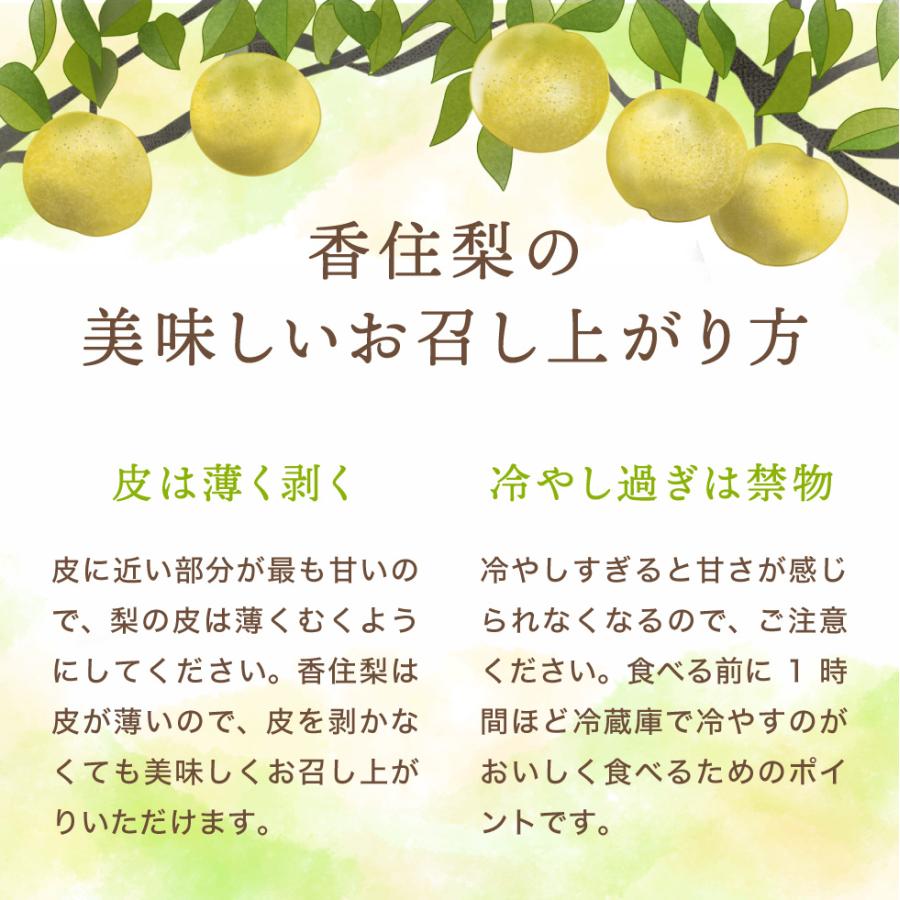 【予約】 香住梨 二十世紀 優品 3kg ご家庭用 （2L〜5L:6〜10玉） ※8月末より順次発送予定 : たじまんま 地米屋 - 通販 - Yahoo!ショッピング