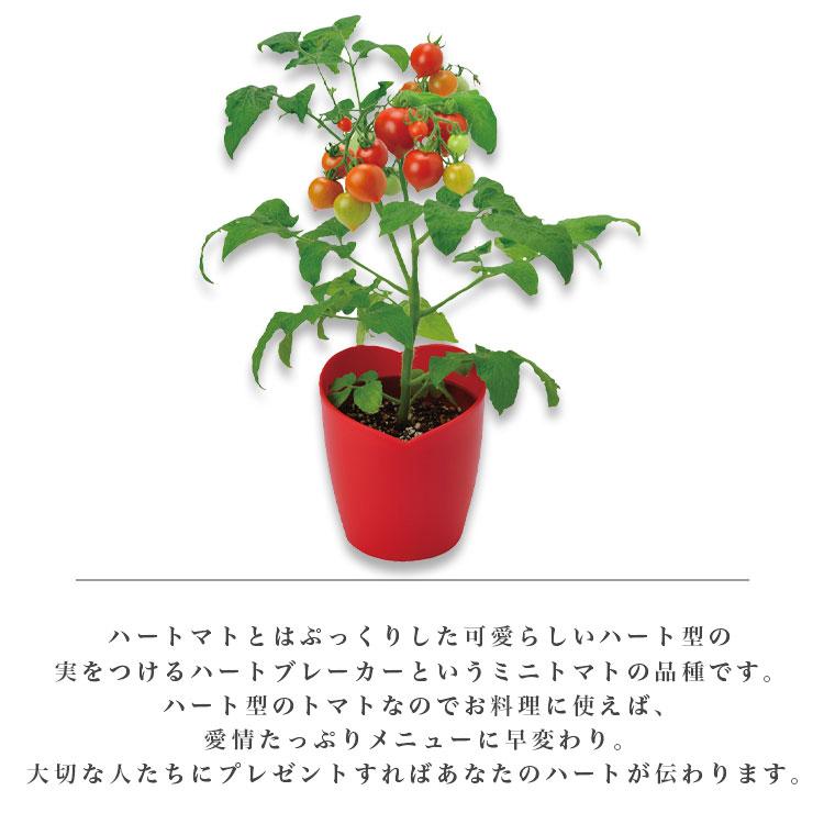 トマト ミニトマト Heartomato ハートマト 栽培セット かわいい 栽培 簡単 野菜 食用 観葉植物インテリア 自由研究 癒し ...