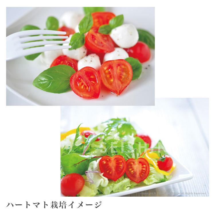 トマト ミニトマト Heartomato ハートマト 栽培セット かわいい 栽培 簡単 野菜 食用 観葉植物インテリア 自由研究 癒し ...