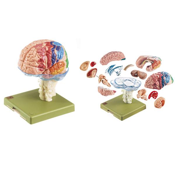 大脳皮質部彩色/15分解脳模型 人体模型 ソムソ社 : 人体百科ヤフー店 - 通販 - Yahoo!ショッピング