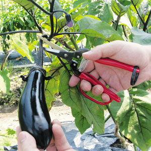 アルス アルスコーポレーション 摘果鋏エクストラロングタイプガード付(ブリスターパック) 300LL-G-BP 返品種別B : Joshin web - 通販 - Yahoo!ショッピング