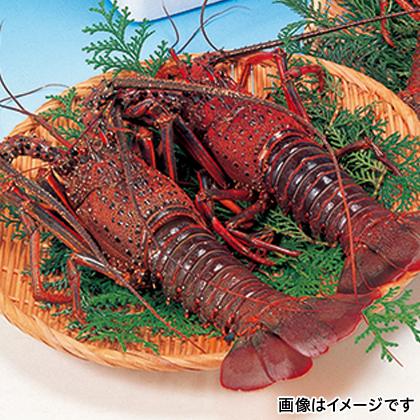 伊勢えび 620g : 郵便局物販サービスYahoo!店 - 通販 - Yahoo!ショッピング