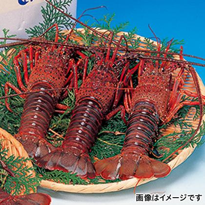 伊勢えび 1．15kg : 郵便局物販サービスYahoo!店 - 通販 - Yahoo!ショッピング