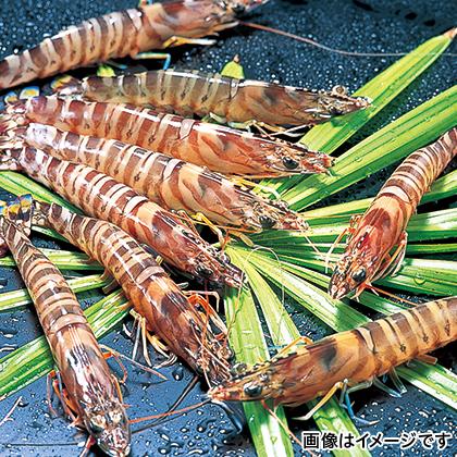 活車海老 550g : 郵便局物販サービスYahoo!店 - 通販 - Yahoo!ショッピング