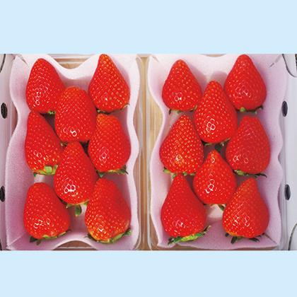 いちご 完熟朝摘み スカイベリー 560g : 郵便局物販サービスYahoo!店 - 通販 - Yahoo!ショッピング