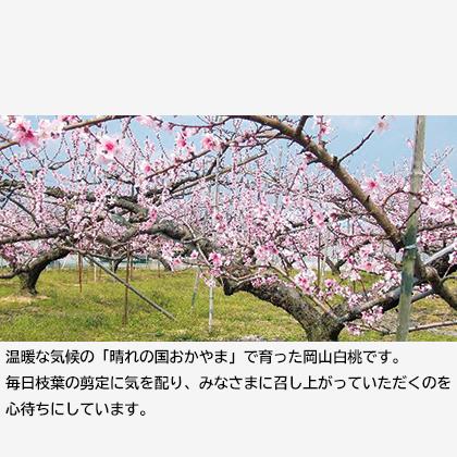 岡山白桃 2．7kg : 郵便局物販サービスYahoo!店 - 通販 - Yahoo!ショッピング