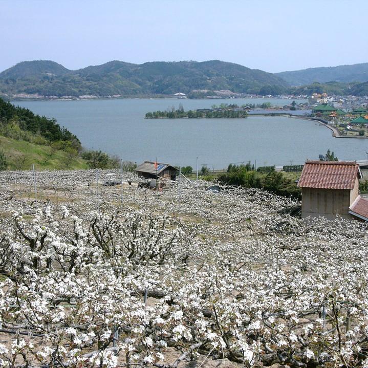 梨 サマーフルーツ お取り寄せ ご当地 JA鳥取中央/東郷梨選果場 特撰二十世紀梨 (2kg/3Lサイズ 6玉) 山陰特産品 Pay-TG-toku20-2K3L : JU米子高島屋 - 通販 ...