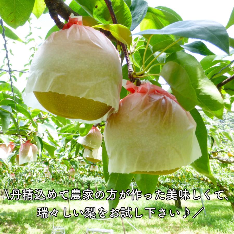 【8月中下旬より発送予定】幸水 梨 なし 送料無料 1.8kg 6玉 化粧箱入り 御中元 お礼 プレゼント 贈り物 : ケイ・コンソートヤフー店 - 通販 - Yahoo!ショッピング