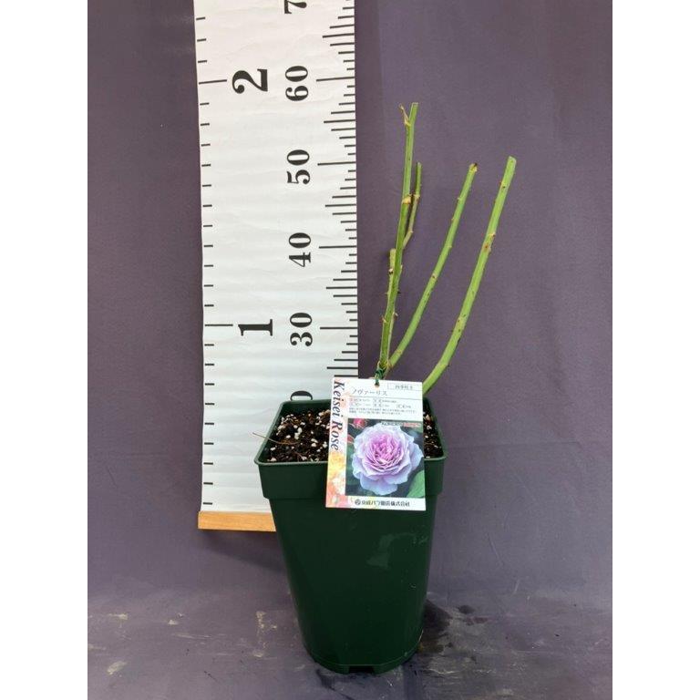 薔薇 ノヴァーリス 四季咲き :bara-024:日本ライン花木センターYahoo!ショップ - 通販 - Yahoo!ショッピング