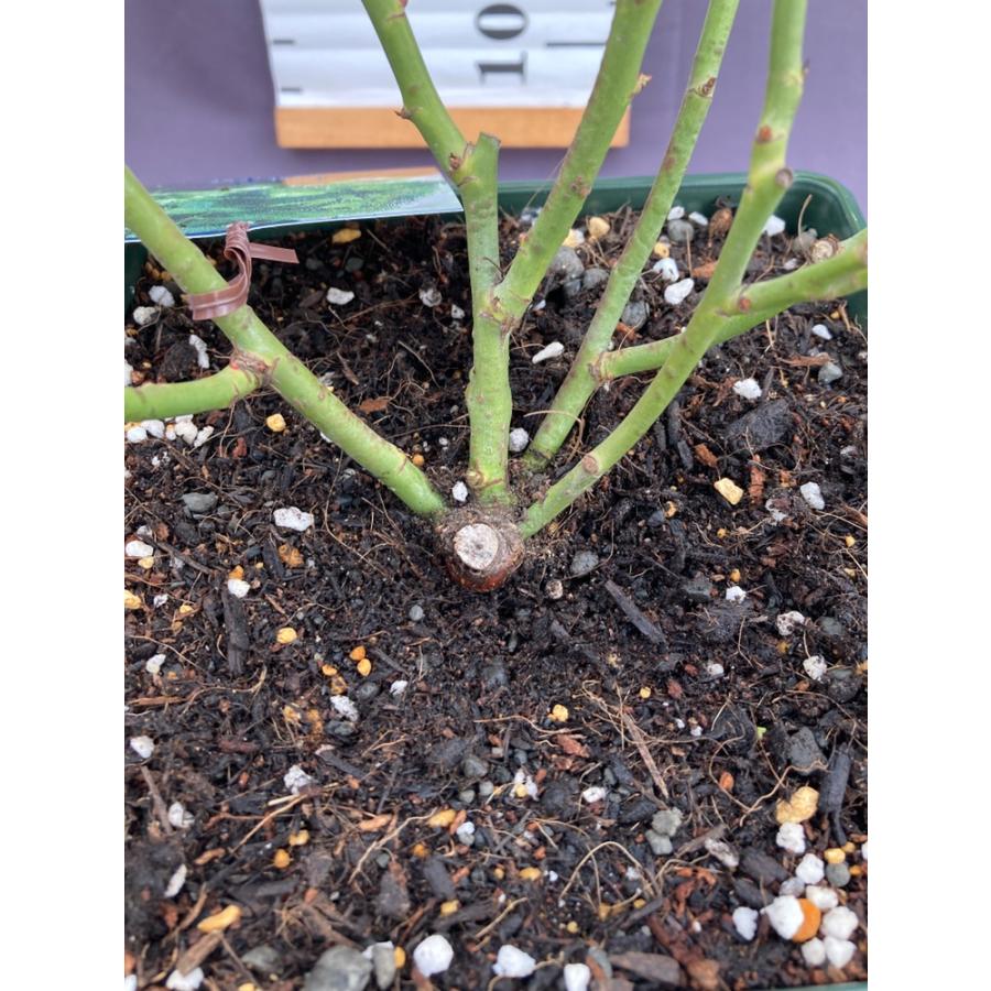 薔薇 オリエンタル・エクレール ミニバラ 四季咲き :bara-028:日本ライン花木センターYahoo!ショップ - 通販 - Yahoo!ショッピング