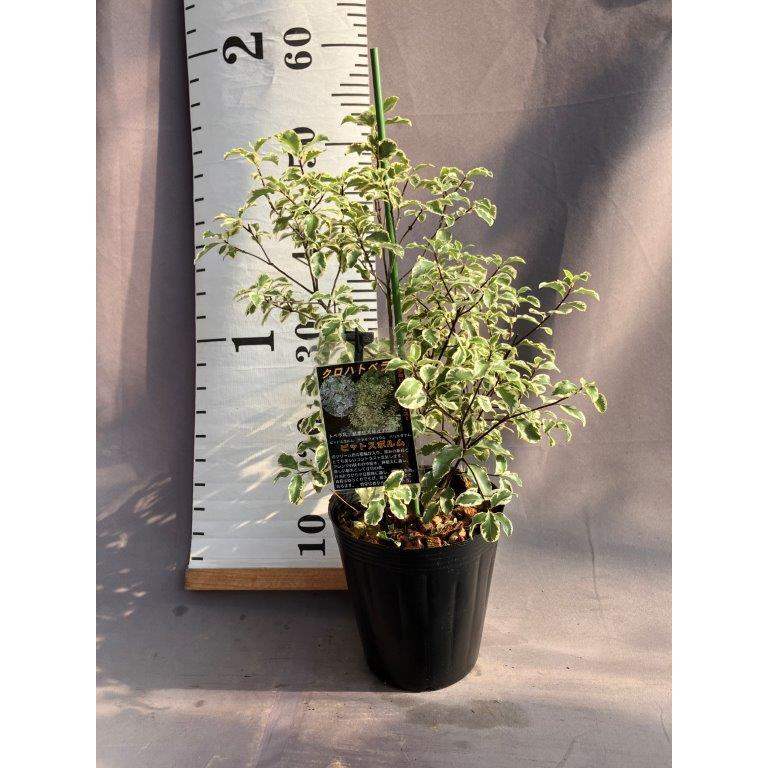 ピットスポルム・バイエガタ 5号 クロハトベラ 斑入り : 日本ライン花木センターYahoo!ショップ - 通販 - Yahoo!ショッピング