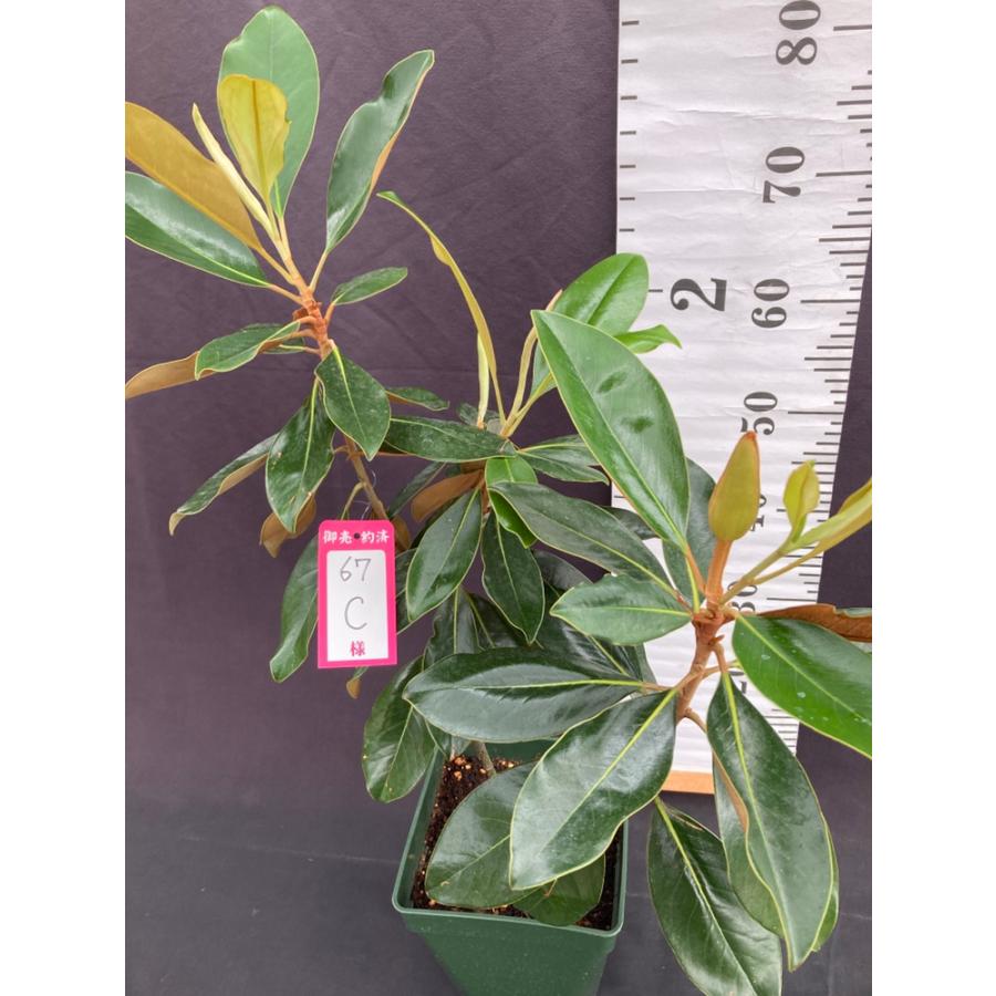 【現品67C】リトルジェム（矮性タイサンボク）6号 : 日本ライン花木センターYahoo!ショップ - 通販 - Yahoo!ショッピング