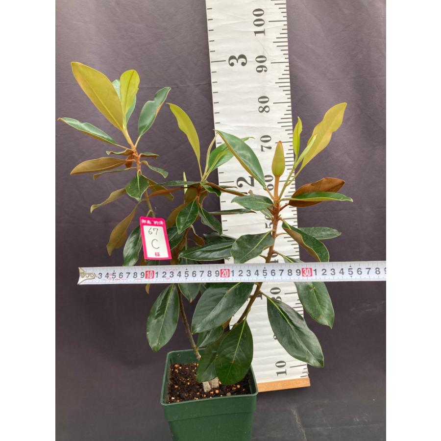 【現品67C】リトルジェム（矮性タイサンボク）6号 : 日本ライン花木センターYahoo!ショップ - 通販 - Yahoo!ショッピング
