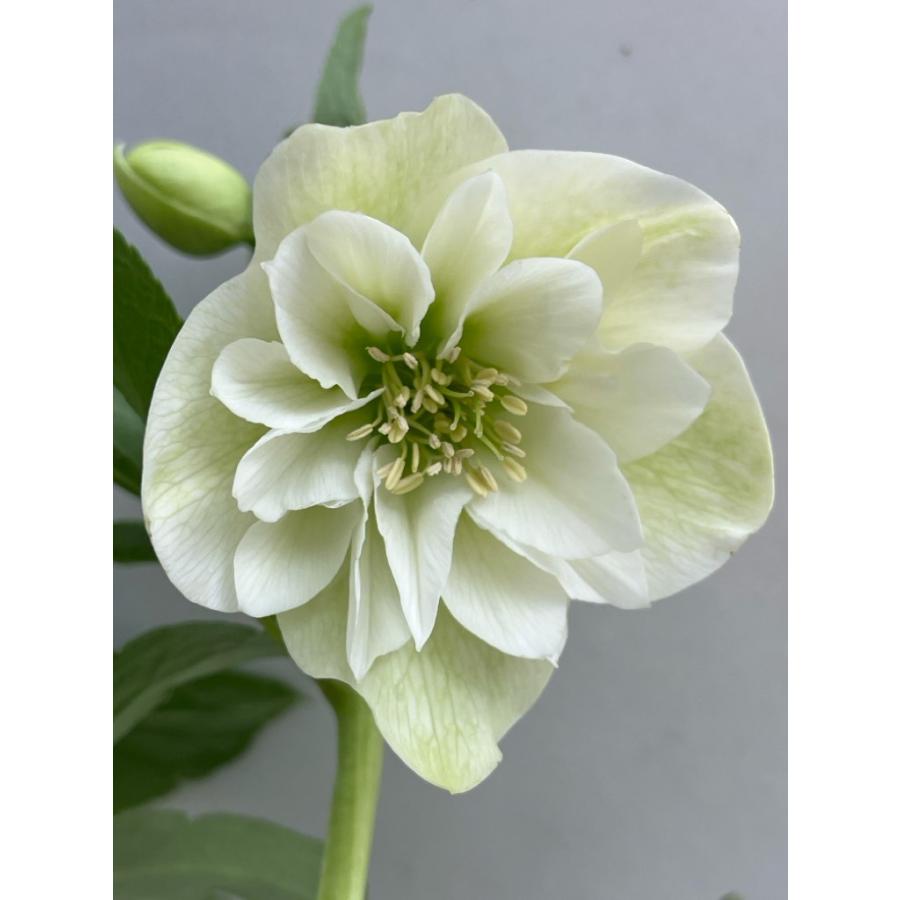 クリスマスローズ 093 花は付いていません。2025年春開花見込み株 : 24cr093 : 花郷園 KAGOEN NURSERY - 通販 - Yahoo!ショッピング