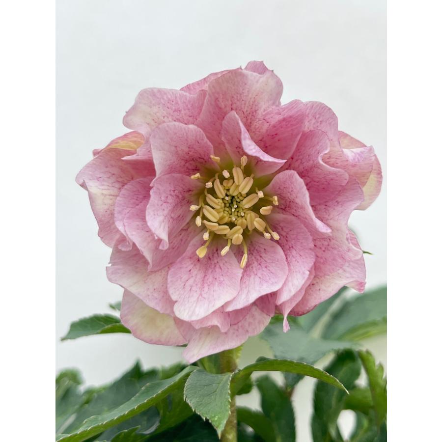 クリスマスローズ 開花苗 012 ペオニー : 25crb012 : 花郷園 KAGOEN NURSERY - 通販 - Yahoo!ショッピング