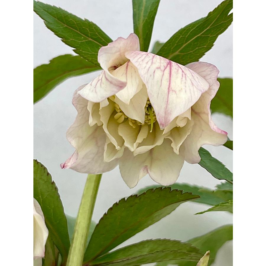 クリスマスローズ 開花苗 021 オーガンジーピンク : 25crb021 : 花郷園 KAGOEN NURSERY - 通販 - Yahoo!ショッピング