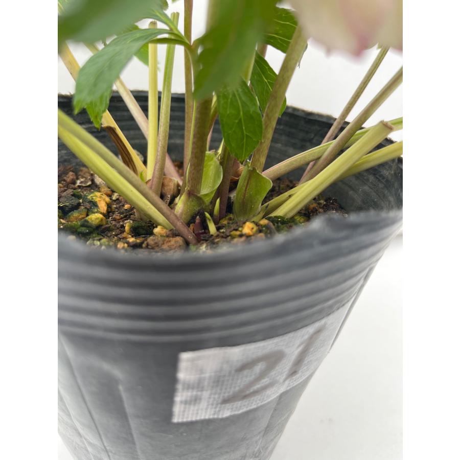 クリスマスローズ 開花苗 021 オーガンジーピンク : 25crb021 : 花郷園 KAGOEN NURSERY - 通販 - Yahoo!ショッピング