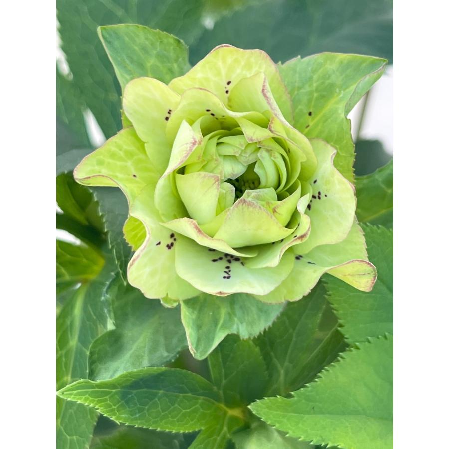 クリスマスローズ 開花苗 029 ペオニー : 25crb029 : 花郷園 KAGOEN NURSERY - 通販 - Yahoo!ショッピング