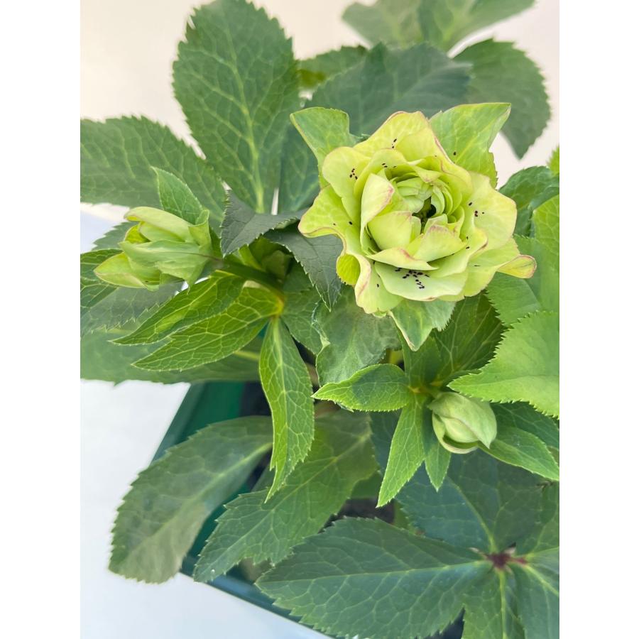 クリスマスローズ 開花苗 029 ペオニー : 25crb029 : 花郷園 KAGOEN NURSERY - 通販 - Yahoo!ショッピング