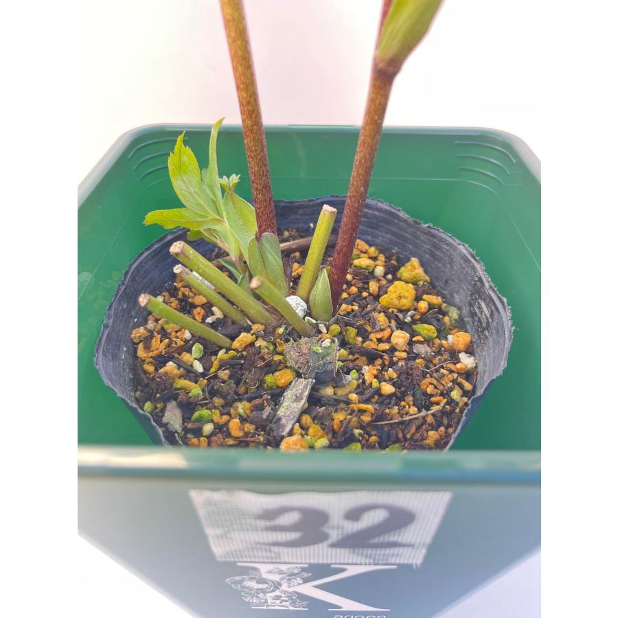 クリスマスローズ 開花苗 032 レッドサン : 25crb032 : 花郷園 KAGOEN NURSERY - 通販 - Yahoo!ショッピング