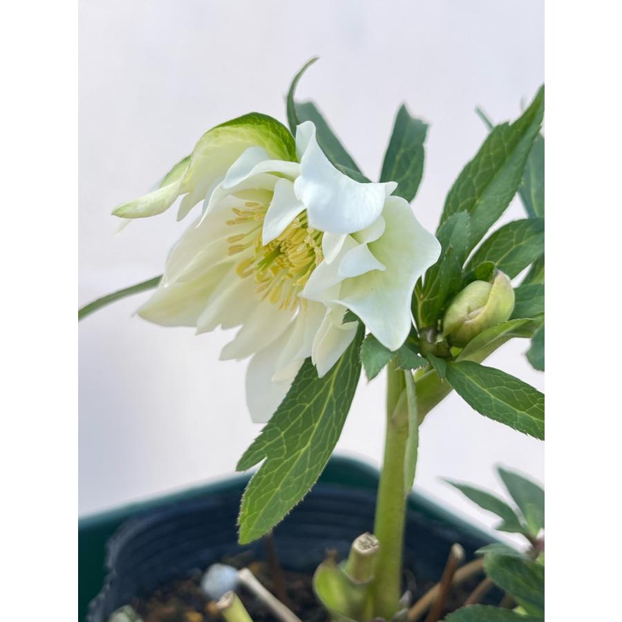 クリスマスローズ 開花苗 033 アバニコ Abanico : 25crb033 : 花郷園 KAGOEN NURSERY - 通販 - Yahoo!ショッピング