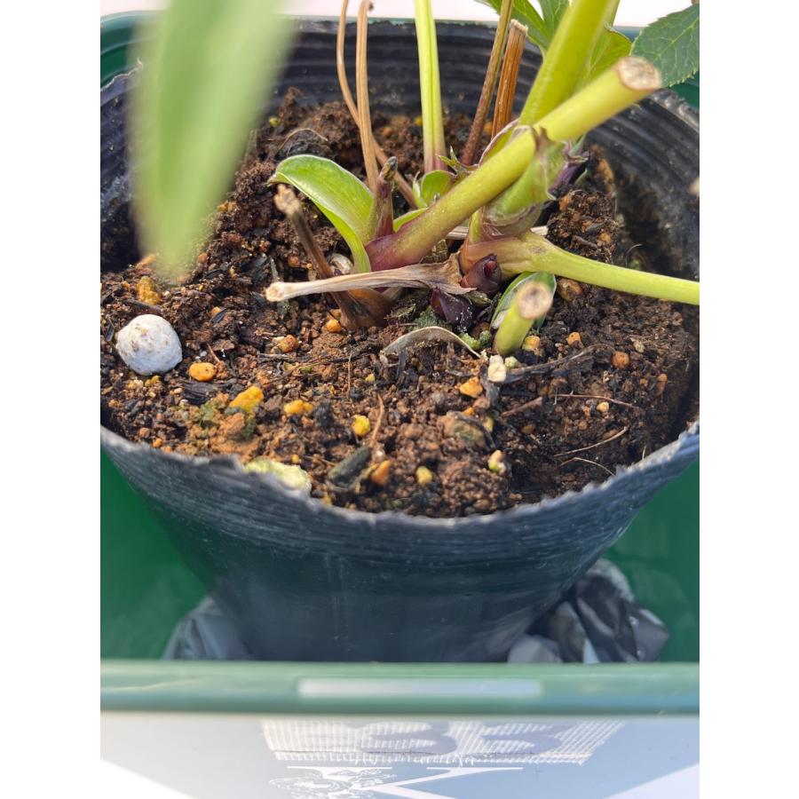 クリスマスローズ 開花苗 033 アバニコ Abanico : 25crb033 : 花郷園 KAGOEN NURSERY - 通販 - Yahoo!ショッピング