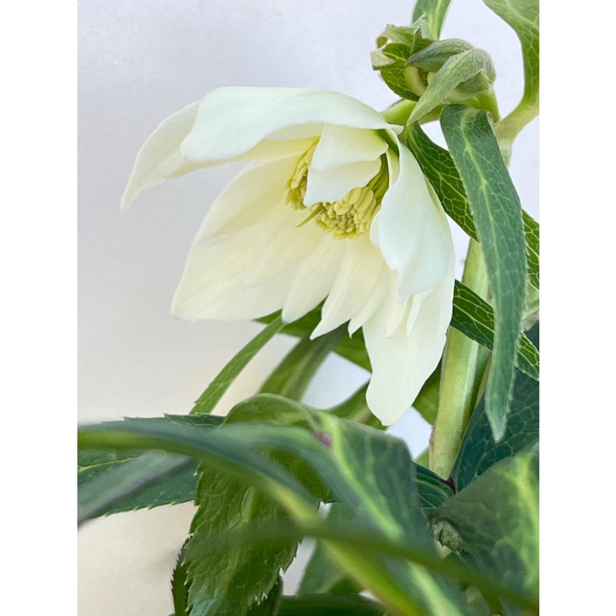 クリスマスローズ 開花苗 037 アバニコ Abanico : 25crb037 : 花郷園 KAGOEN NURSERY - 通販 - Yahoo!ショッピング