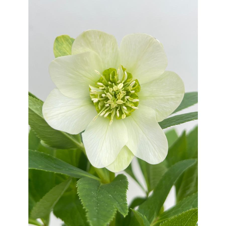 クリスマスローズ 開花苗 204 パピエブランシュ 5号角鉢付き : 花郷園 KAGOEN NURSERY - 通販 - Yahoo!ショッピング