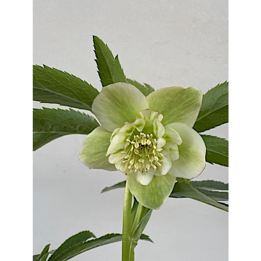 クリスマスローズ 開花苗 047 メロンパルフェ（香り） : 花郷園 KAGOEN NURSERY - 通販 - Yahoo!ショッピング