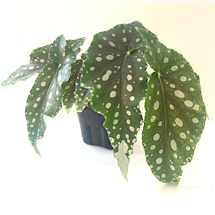 ベゴニア 木立性 アナン グレース Annan Grace B2LT : 花郷園 KAGOEN NURSERY - 通販 - Yahoo!ショッピング