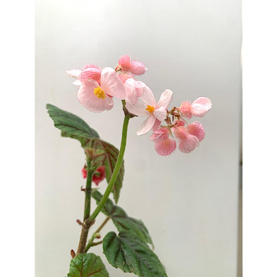 ベゴニア 木立性 原種 メタリカ B.metallica D2M : 花郷園 ベゴニア 木立性 原種 メタリカ B.metallica D2M : 花郷園